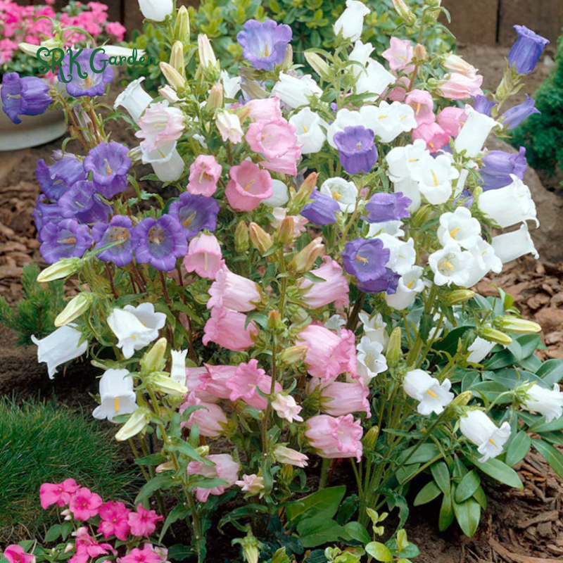 2000+ Mix Cup and Saucer Bell Flower Seeds – conjec.com