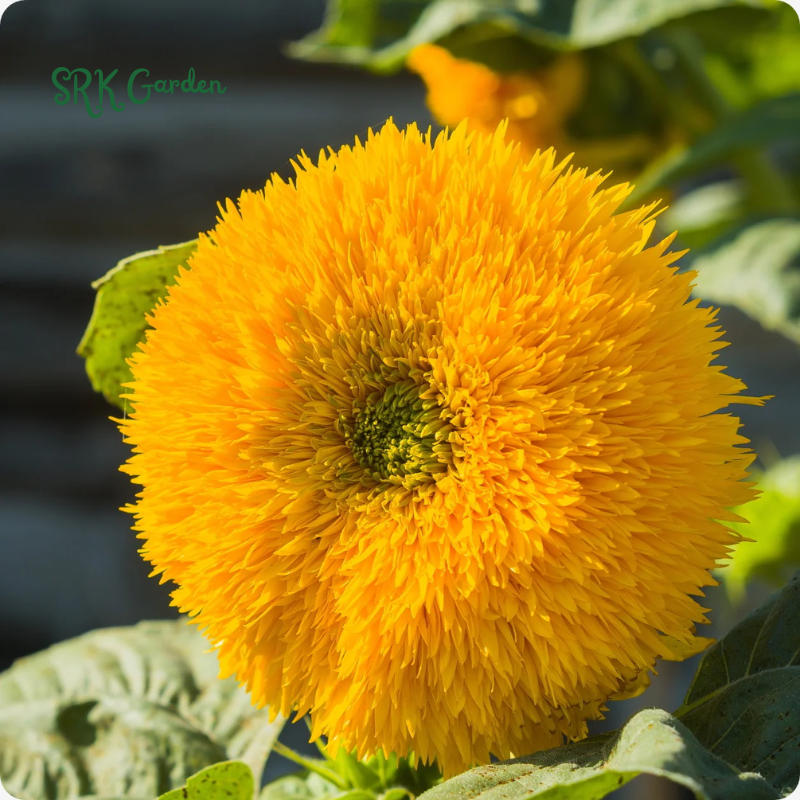 Yellow Teddy Bear Sunflower Plant 100 Seeds – conjec.com